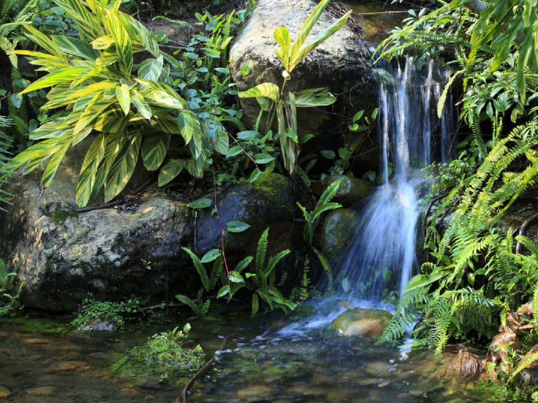 Gallery - Phuket Jungle Trek, Waterfall, Monk Ceremony and more - Flexi ...