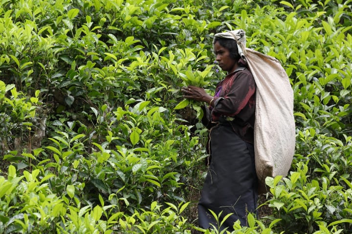 Gallery - Lipton’s Seat and Haputale Tea Factory Tour from Ella and ...