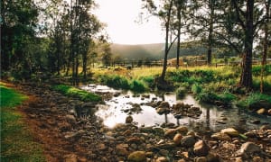 Springbrook National Park Tour from the Gold Coast – Full Day