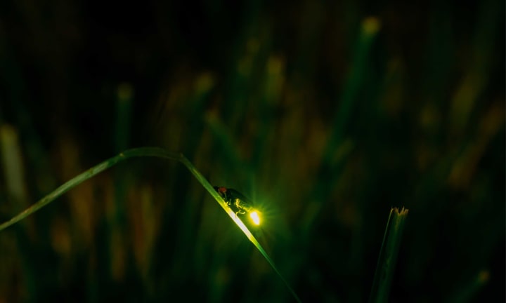 Gallery - Firefly Watching Tour at Abatan River (Bohol) – Evening