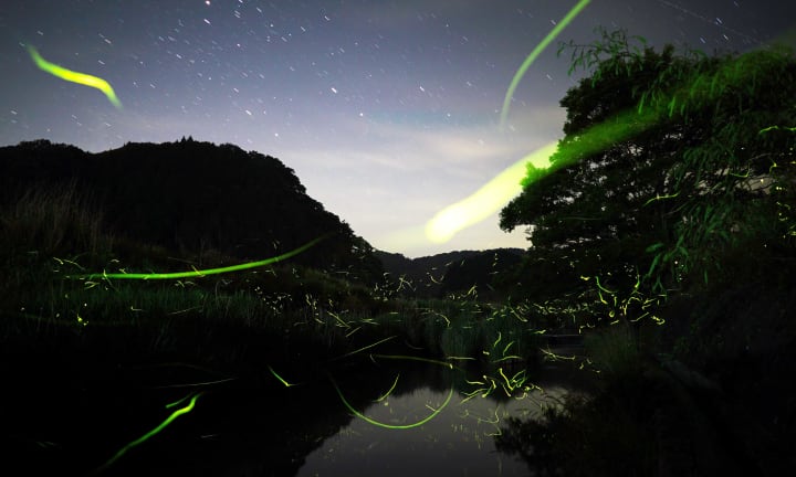 Gallery - Firefly Watching Tour at Abatan River (Bohol) – Evening
