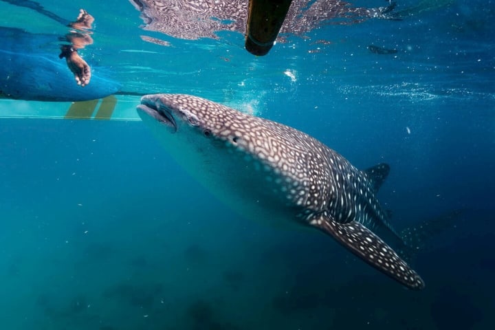 Gallery - Spend a Day with the Whale Sharks and Kawasan Falls in Cebu