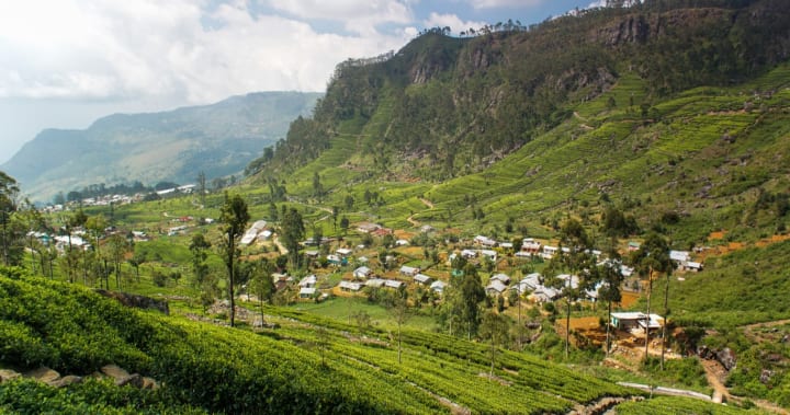 Gallery - Lipton’s Seat and Haputale Tea Factory Tour from Ella and ...