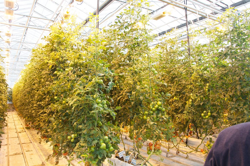 Geothermal heat and power for agriculture and fish farming in Iceland ...