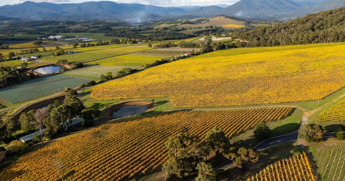 Your Guide to the Yarra Valley & Dandenong Ranges | Britz Campervans AU