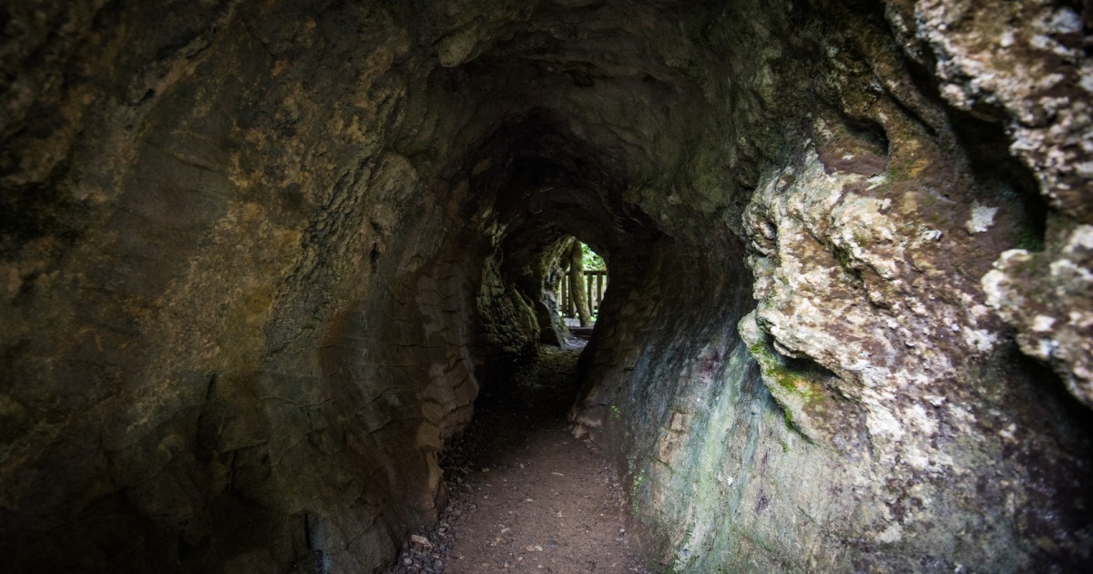 Ruakuri Bush Walk - Hiking & Bush Trails | Discover Waitomo