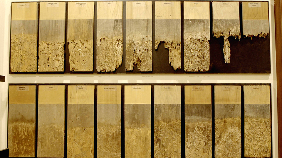 The Rotting Wood Experiment