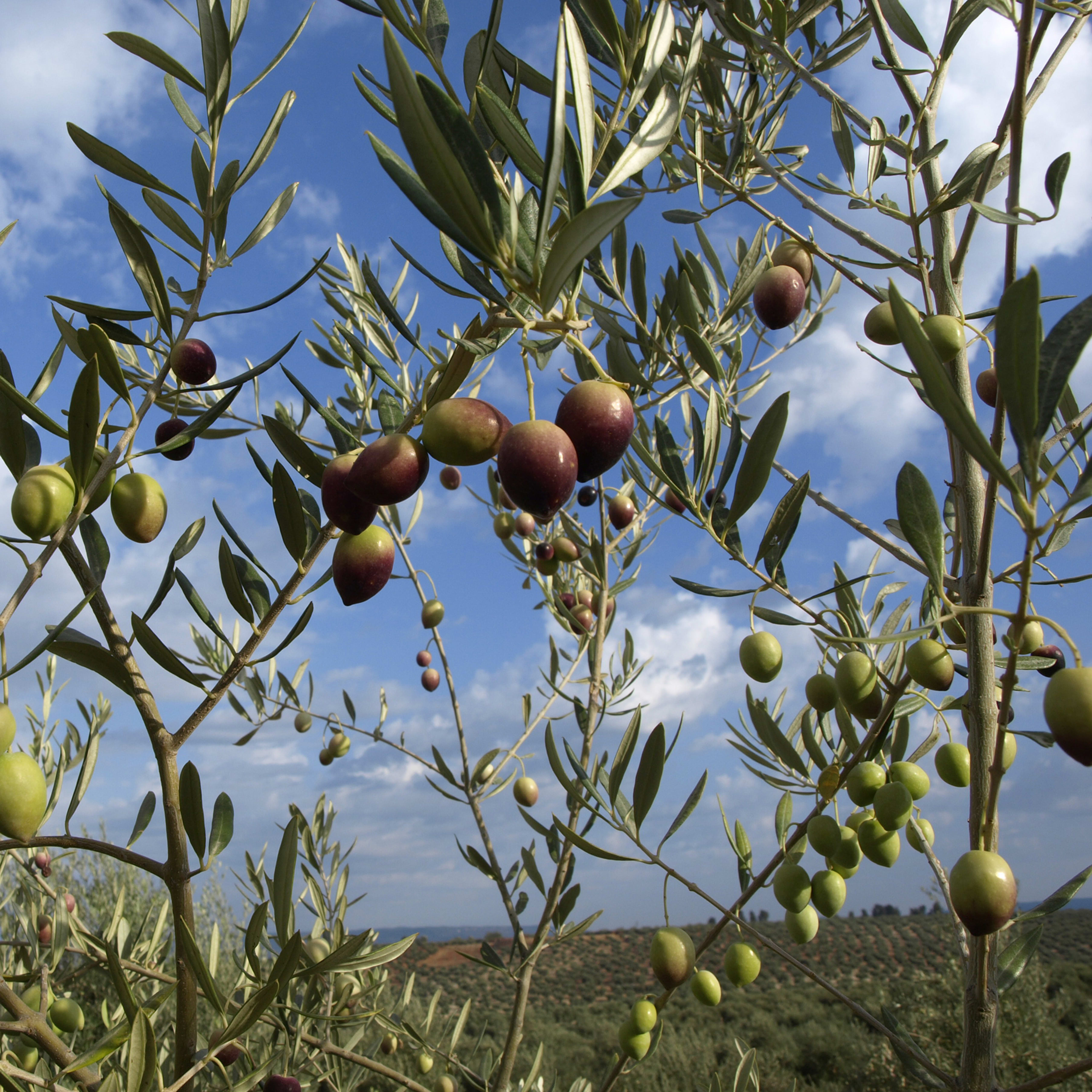 Read About the Olives of Spanish Olive Oil Online | LaTienda