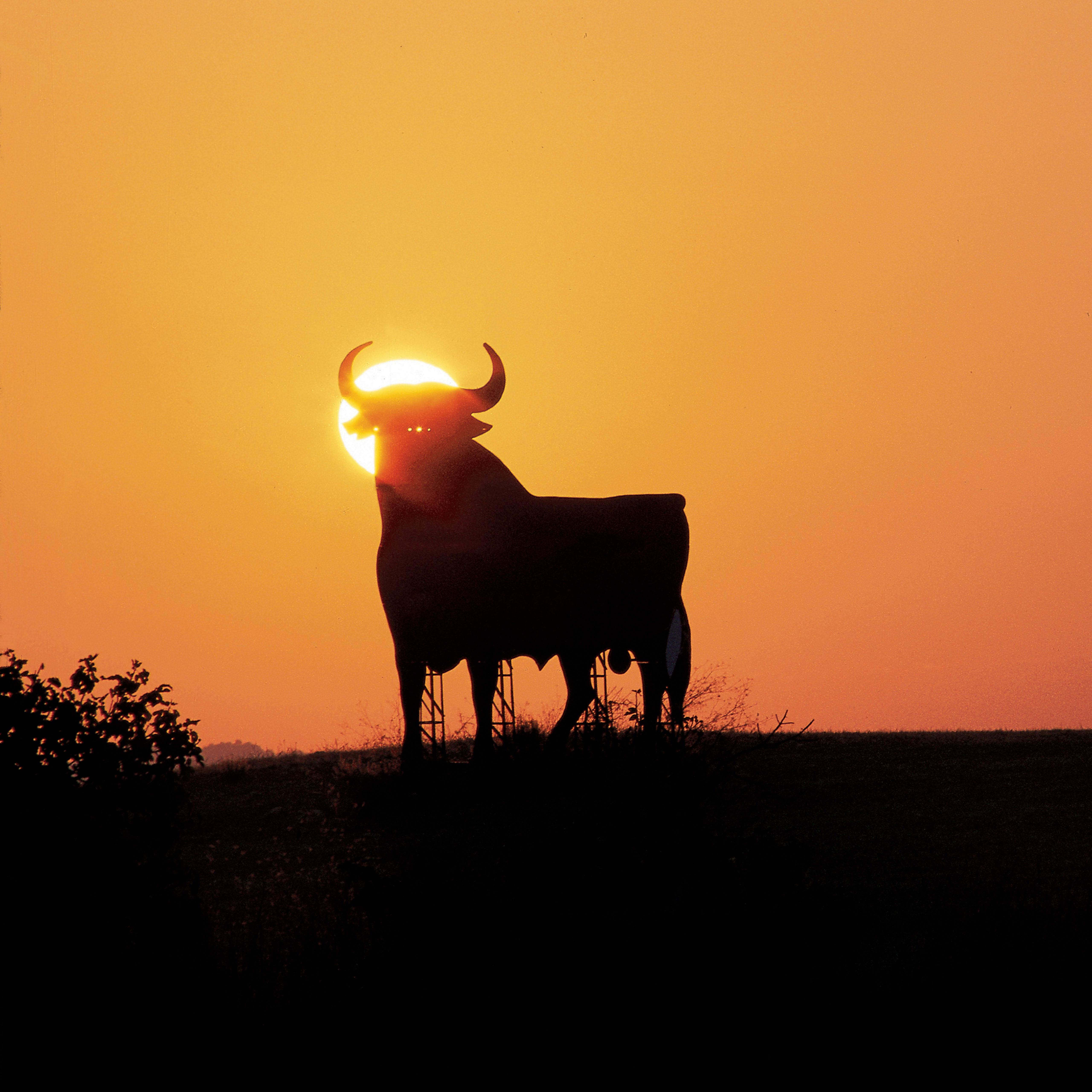 Read Toro Toro, Flavors of Spain Online | La Tienda