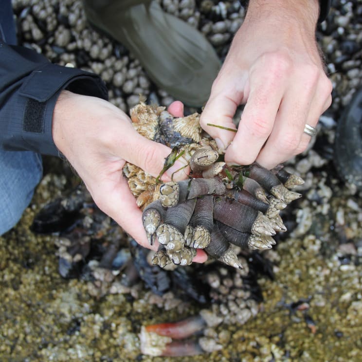 barnacles on a rock