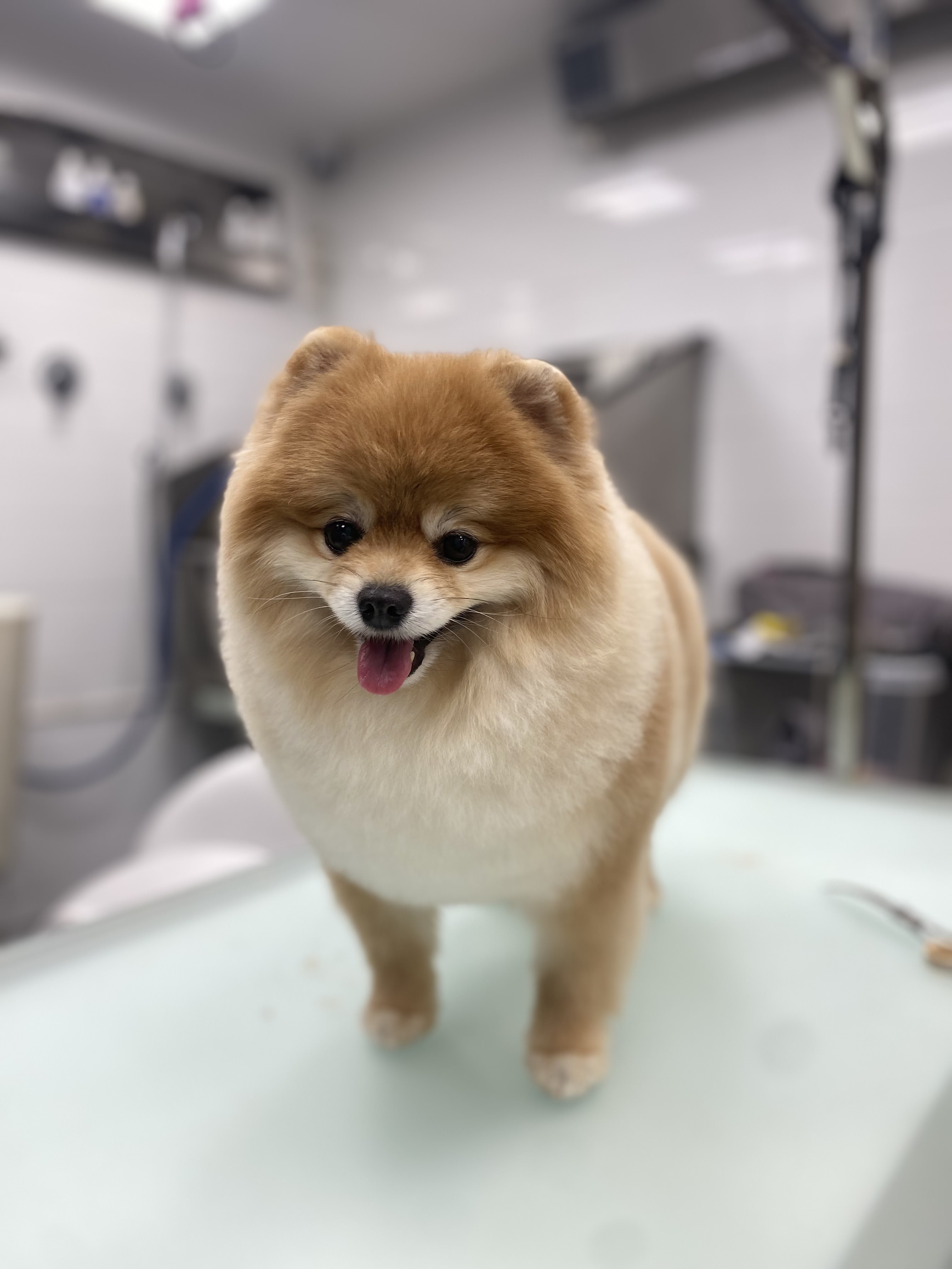 Top Dog - Book online with Noona