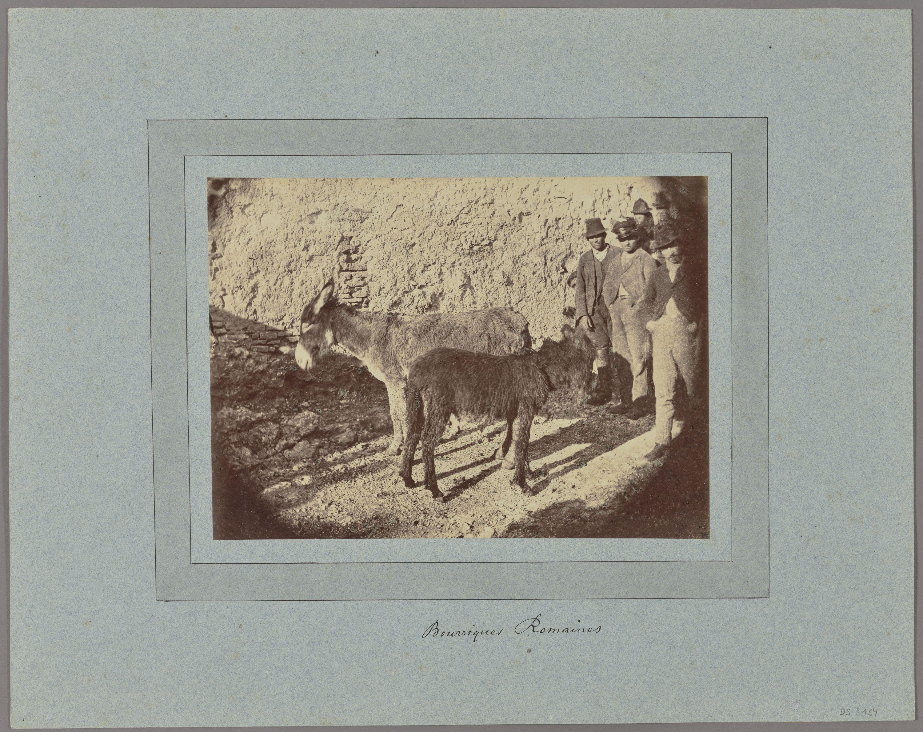 Sammlung | Zwei Esel