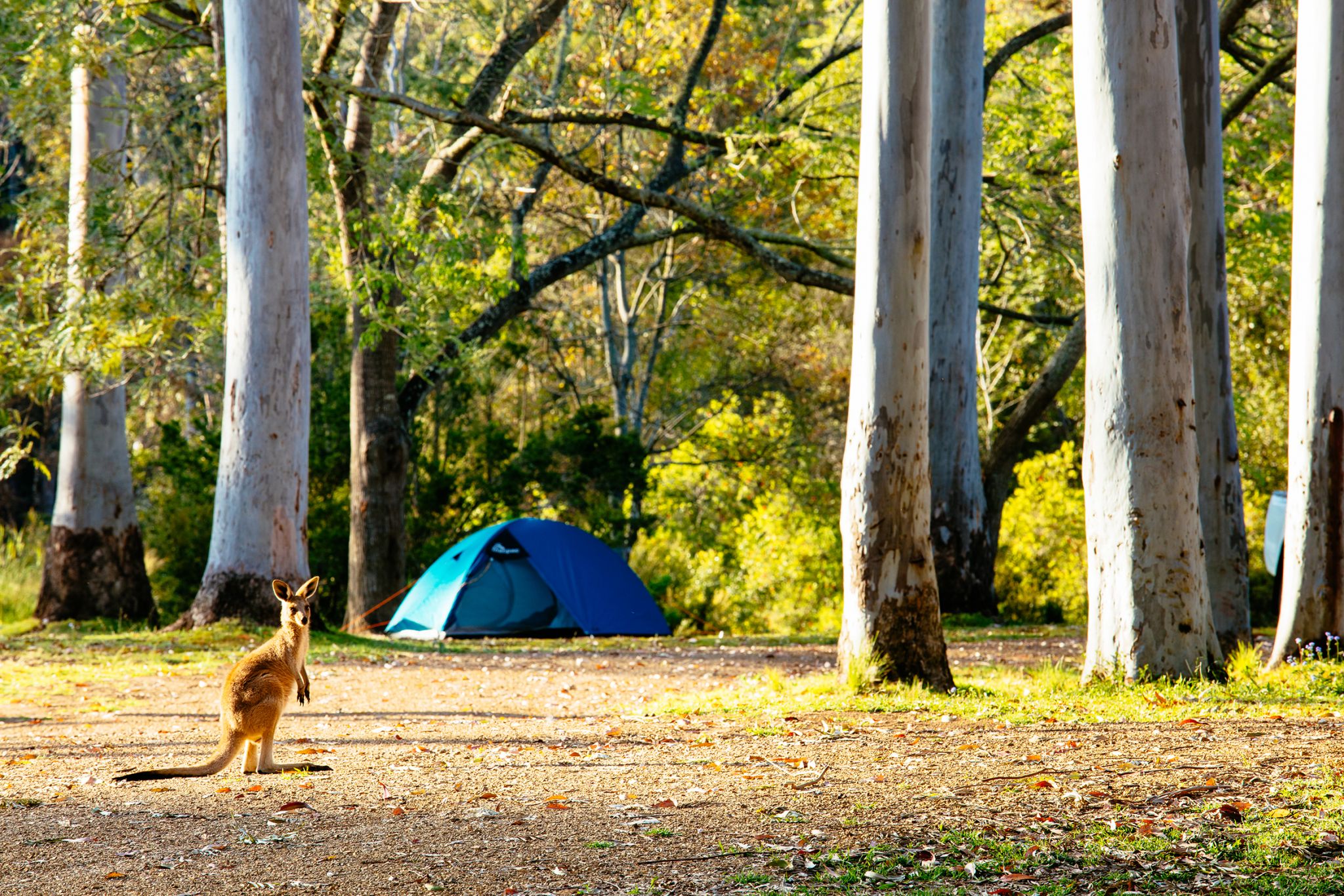 Top Camping Spots in Queensland for Your Next Outdoor Adventure ...
