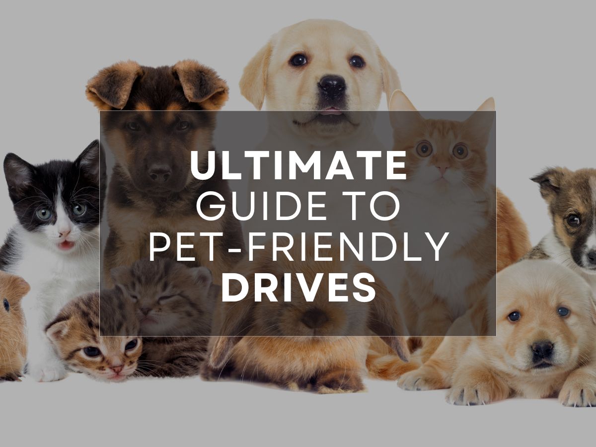 Ultimate Guide to Pet-Friendly Drives with Car Subscriptions | Motopool