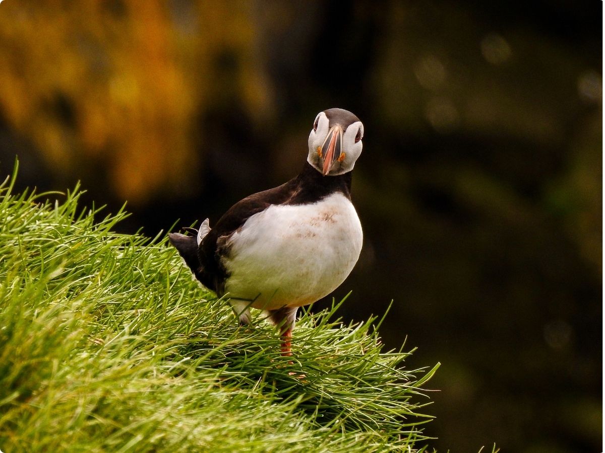 Ultimate Iceland Adventure 2024/2025 - Active Adventures