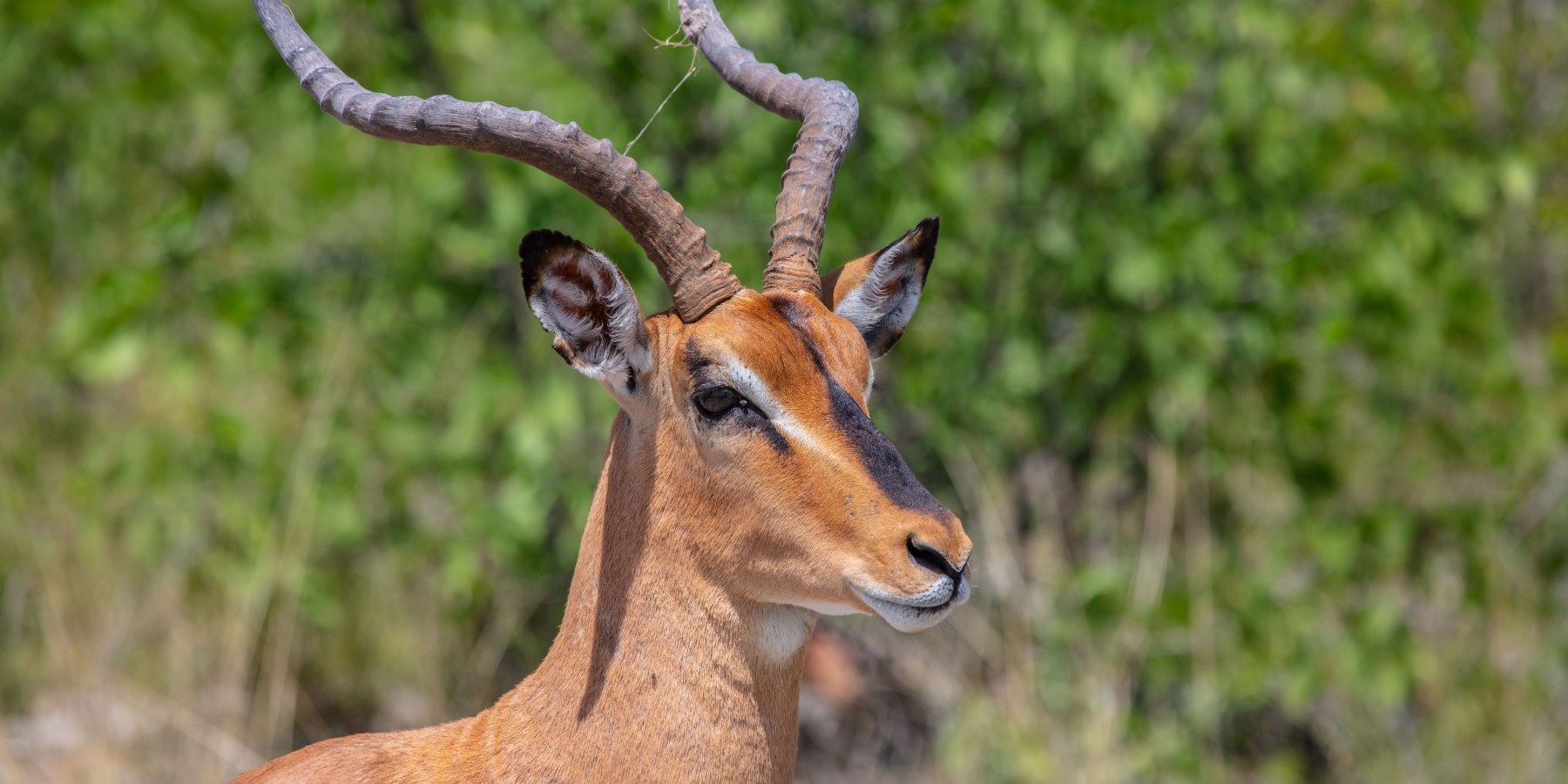 Biharamulo Game Reserve