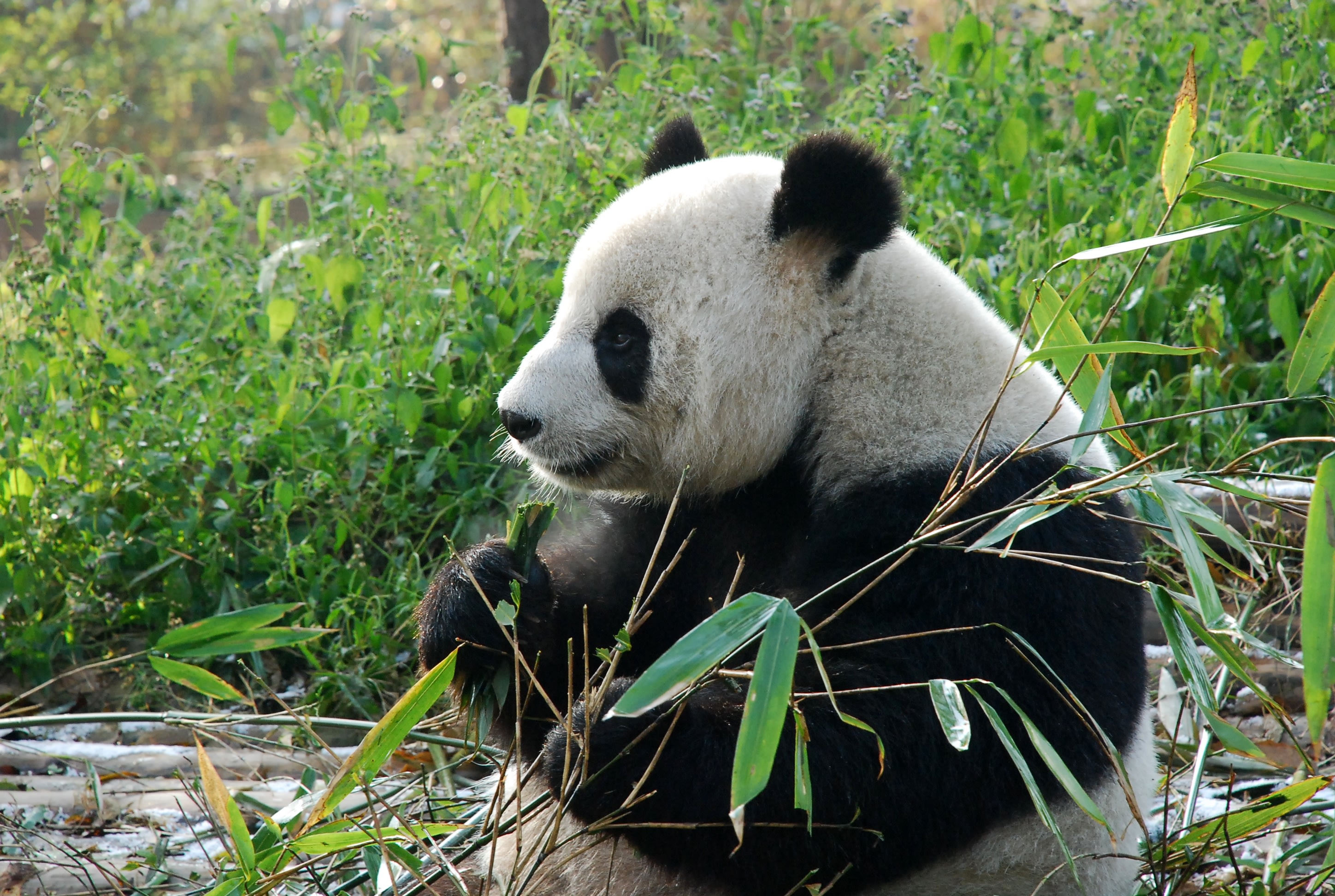 Meet Pandas at Chengdu Panda Breeding Centre - live online tour from ...
