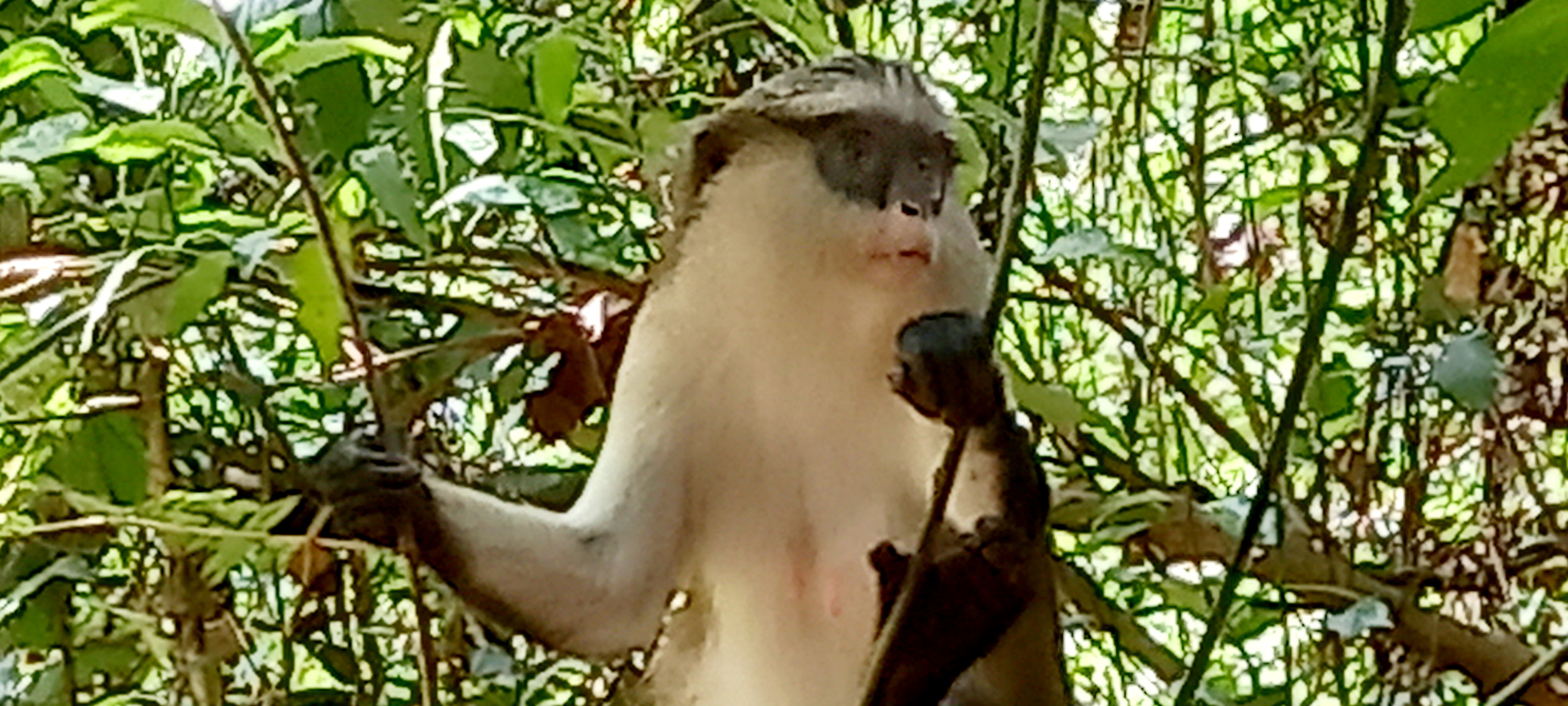 Play with Mona monkeys at Tafi Atome Monkey Sanctuary - live online ...