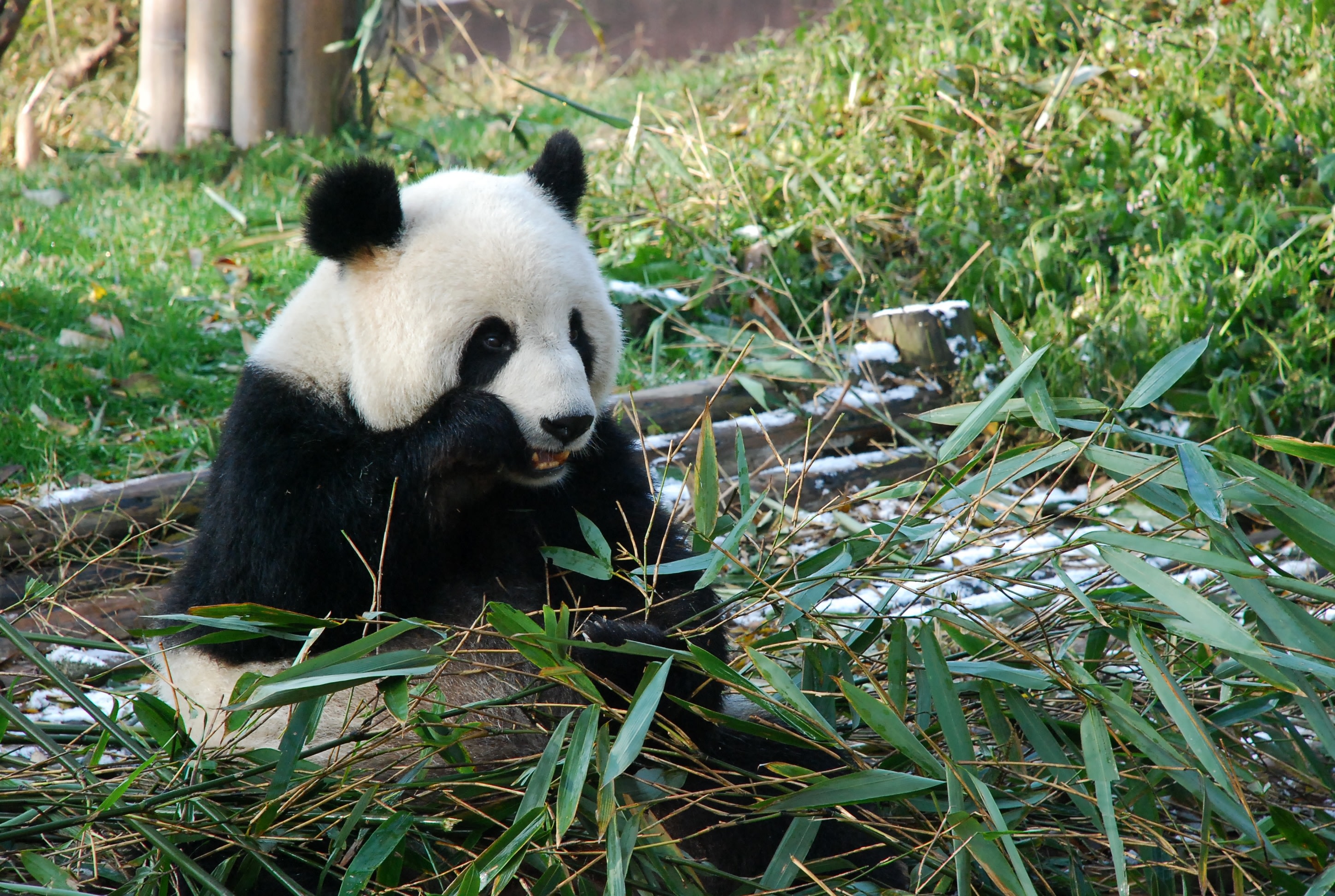 Meet Pandas at Chengdu Panda Breeding Centre - live online tour from ...