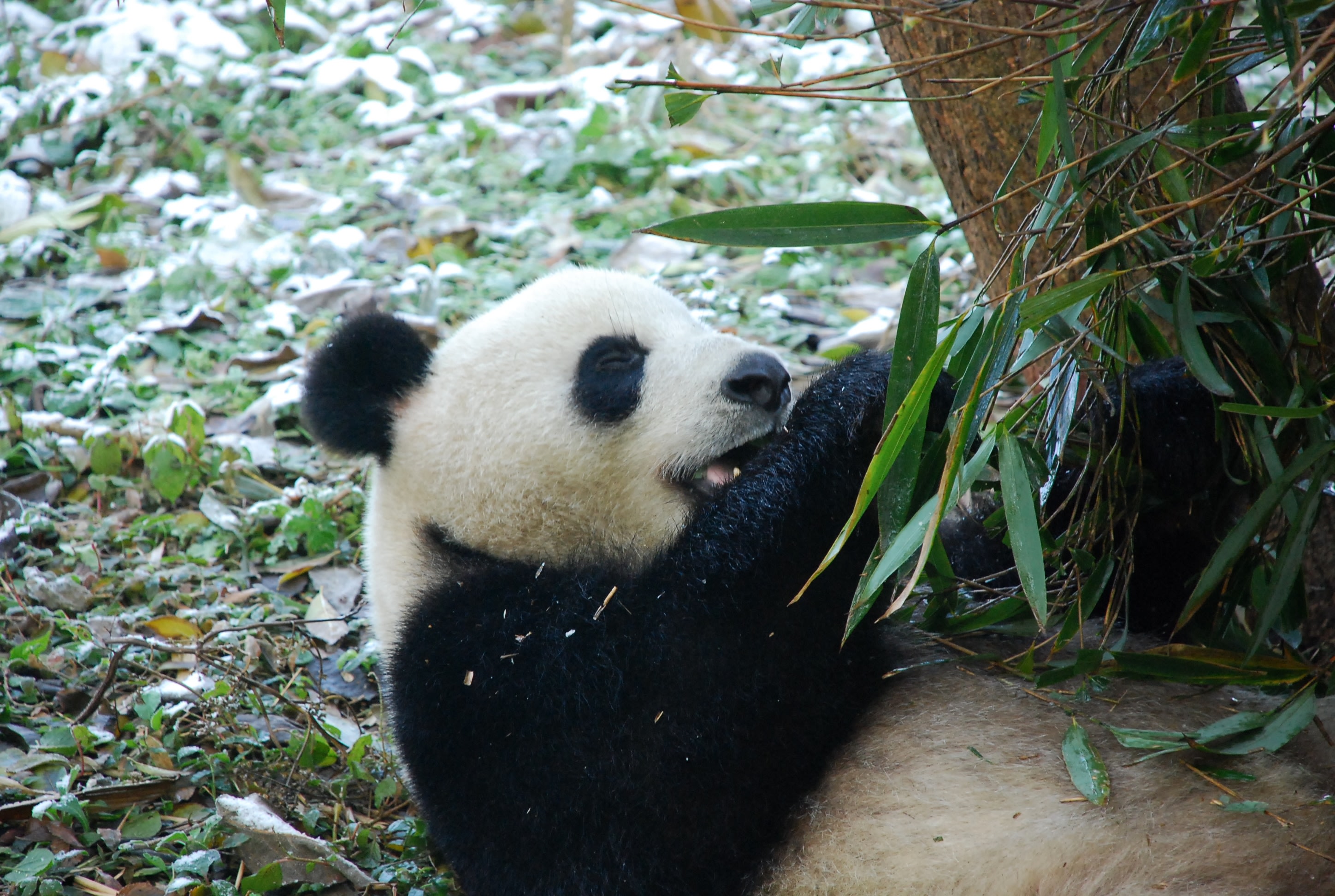 Meet Pandas at Chengdu Panda Breeding Centre - live online tour from ...