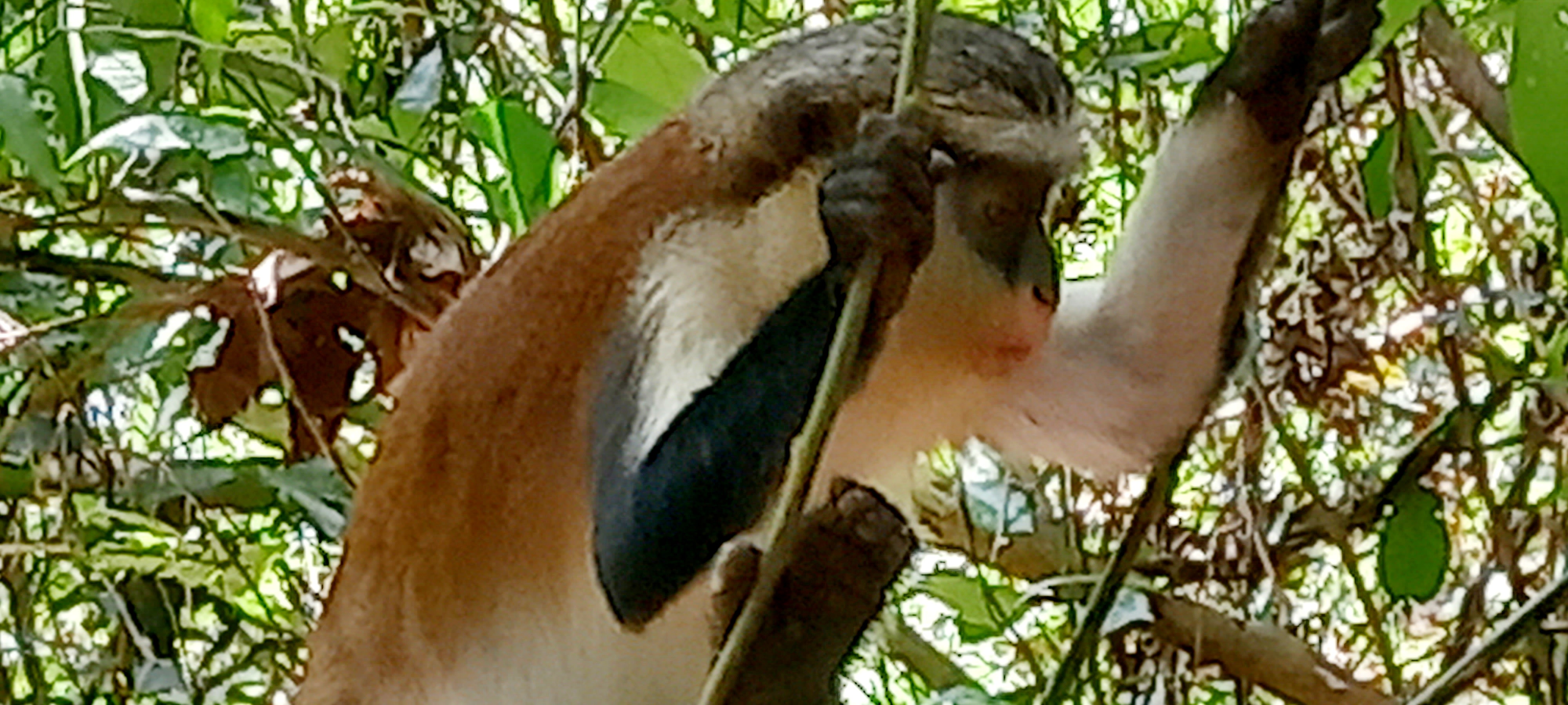 Play with Mona monkeys at Tafi Atome Monkey Sanctuary - live online ...