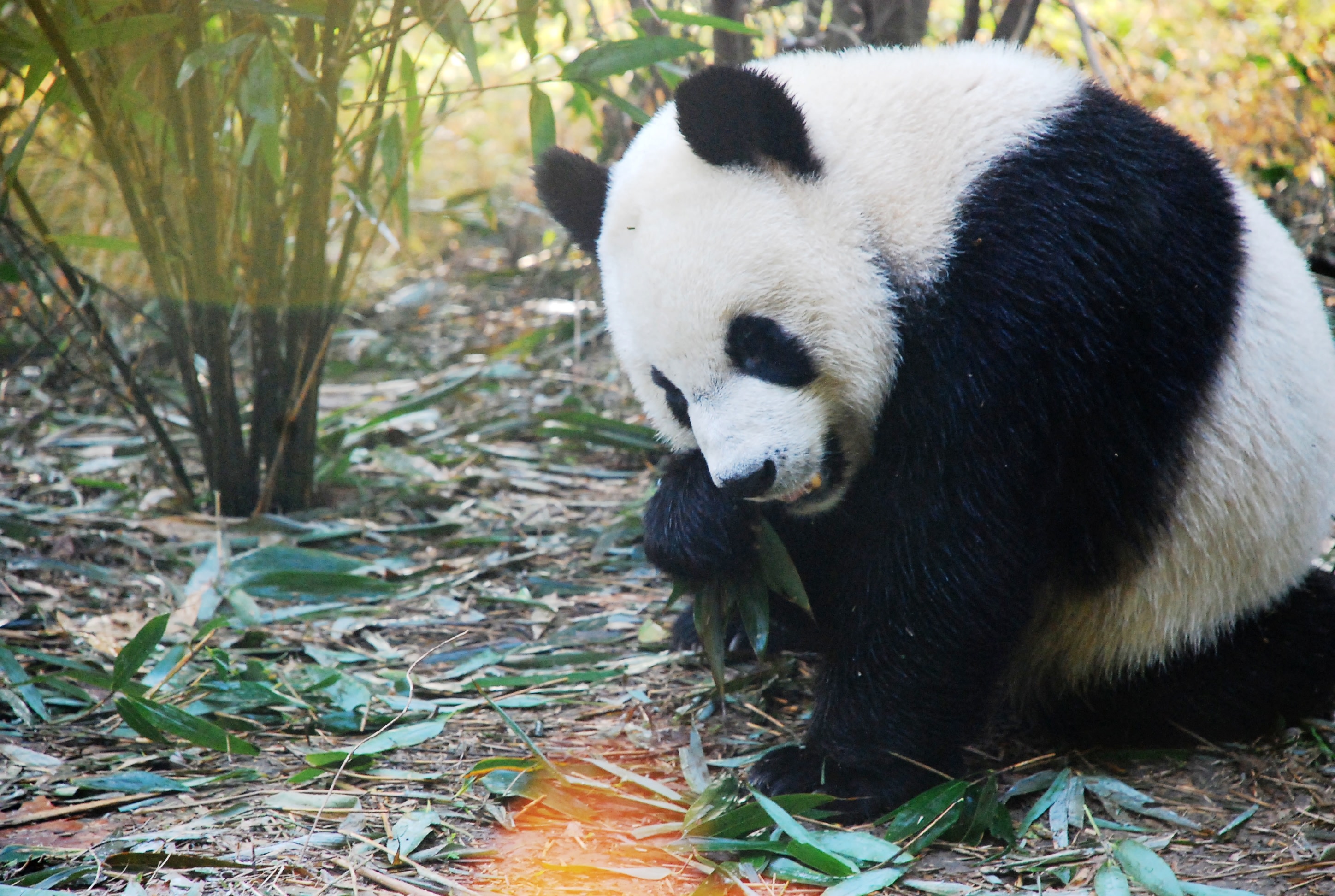 Meet Pandas at Chengdu Panda Breeding Centre - live online tour from ...