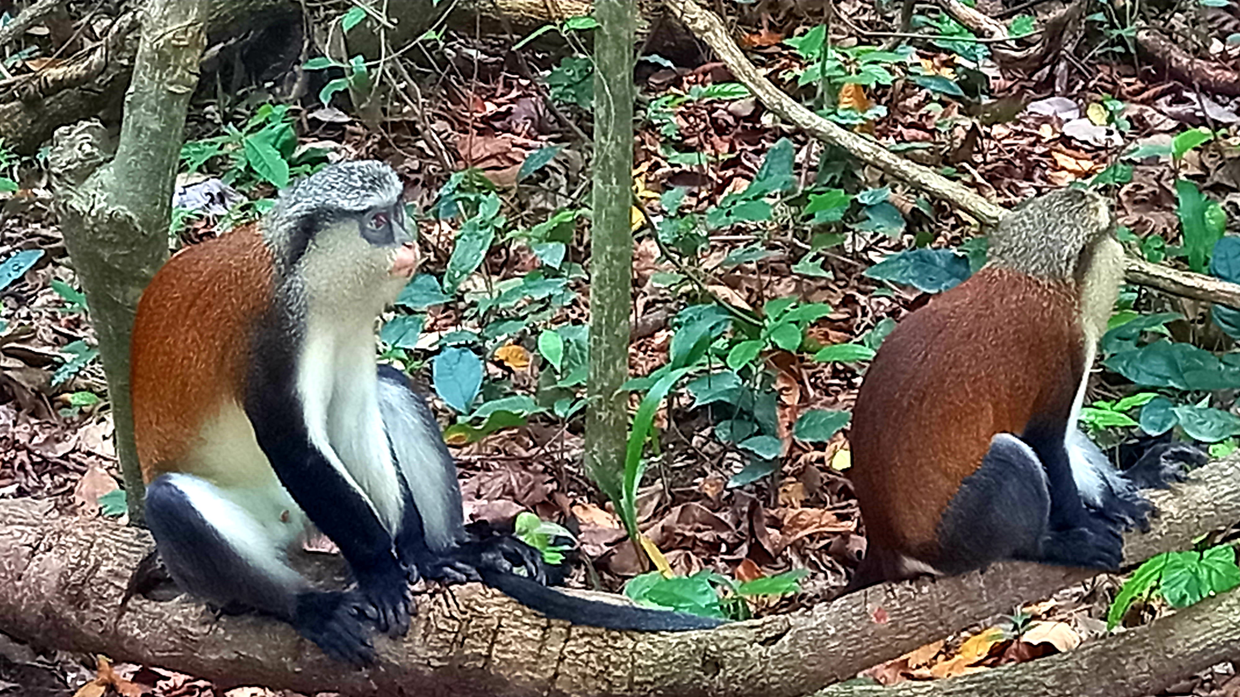 Play with Mona monkeys at Tafi Atome Monkey Sanctuary - live online ...