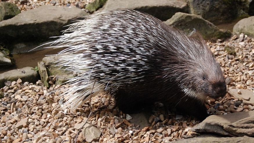 Can porcupines shoot their quills? Can porcupines shoot their quills?
