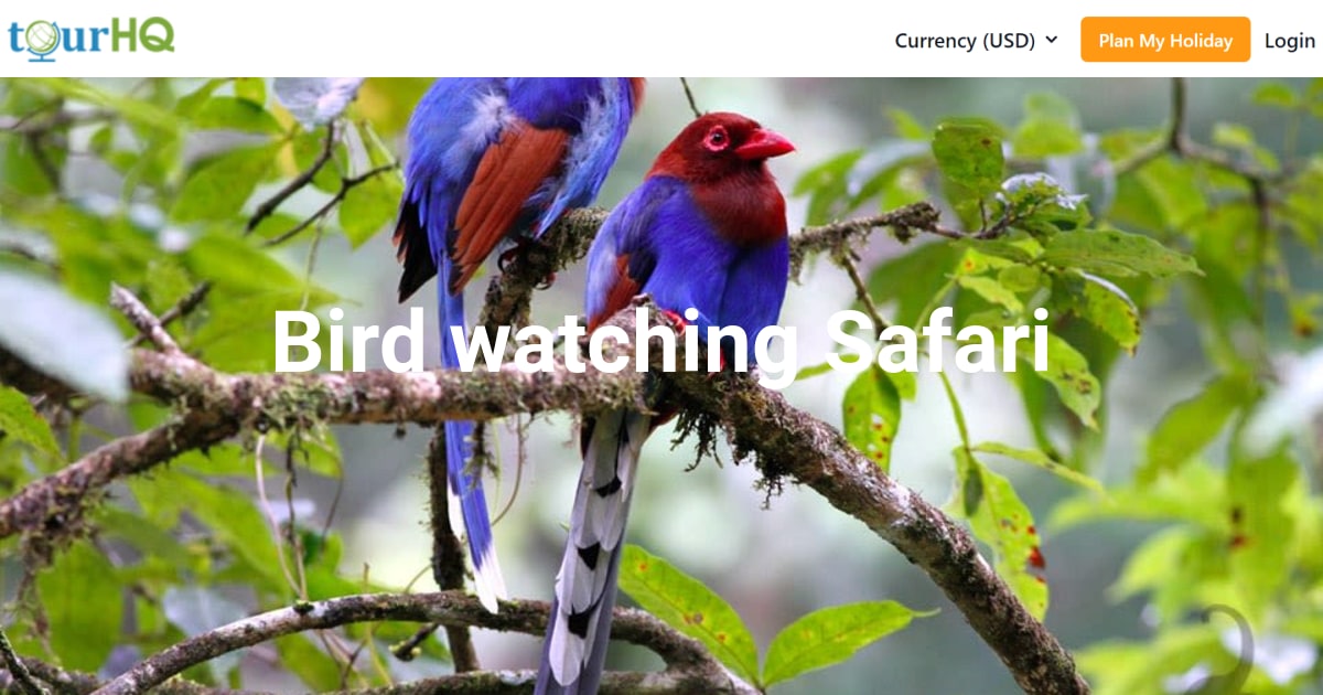 Bird watching Safari