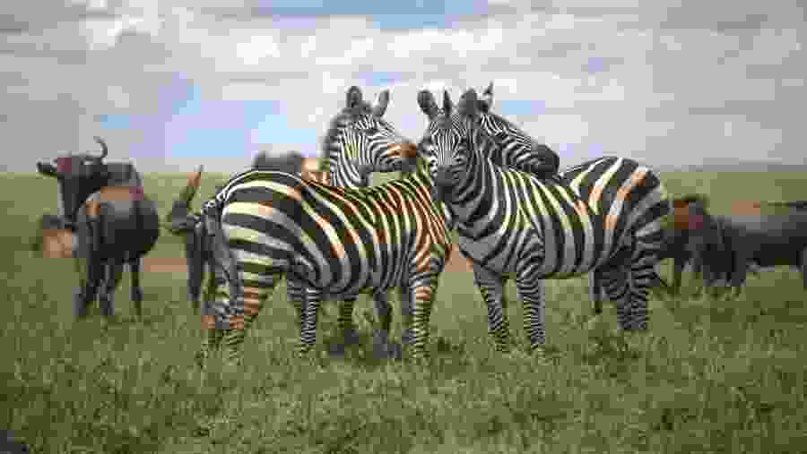 4-Day Wildebeest Crossing Safari at the Mara River in Northern Serengeti