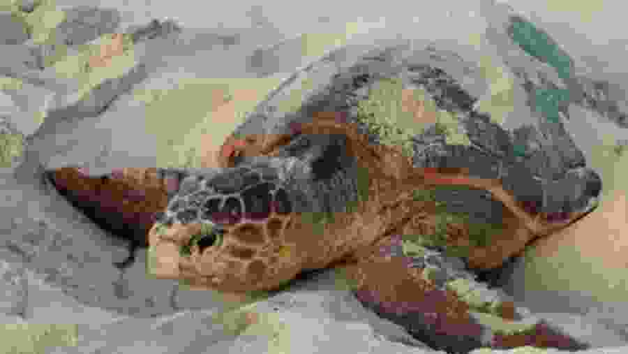 4-Hour Turtle Nesting Tour in Santa Maria