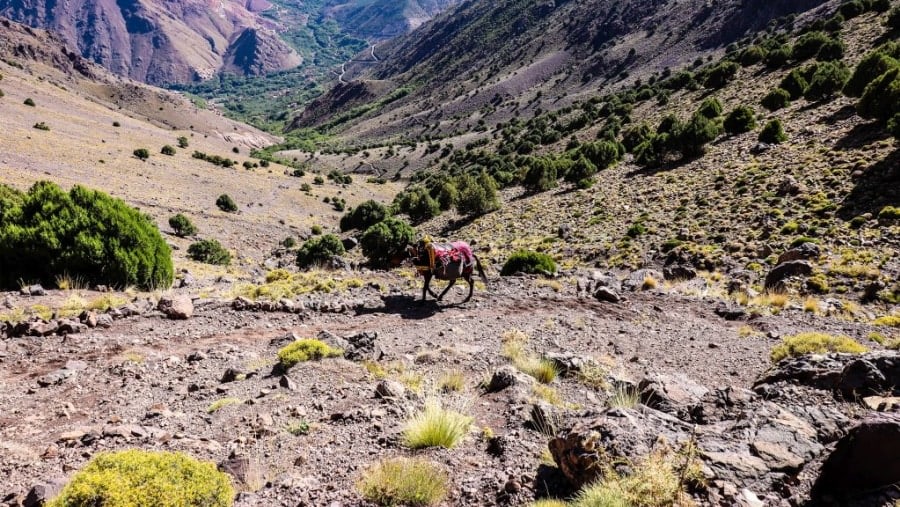 lahcen igdem Private Tour Guide in Marrakech, Morocco – tourHQ