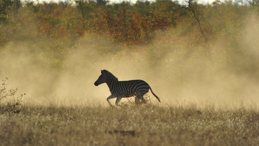 Bush Whisper Expeditions - Private Tour Operator in Johannesburg, South ...