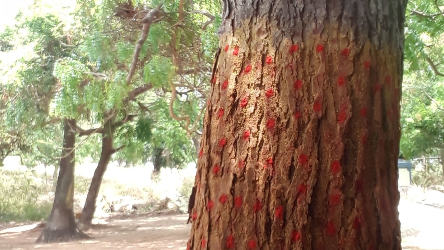 Sankaran Kumar Private Tour Guide in Mahabalipuram, India – tourHQ