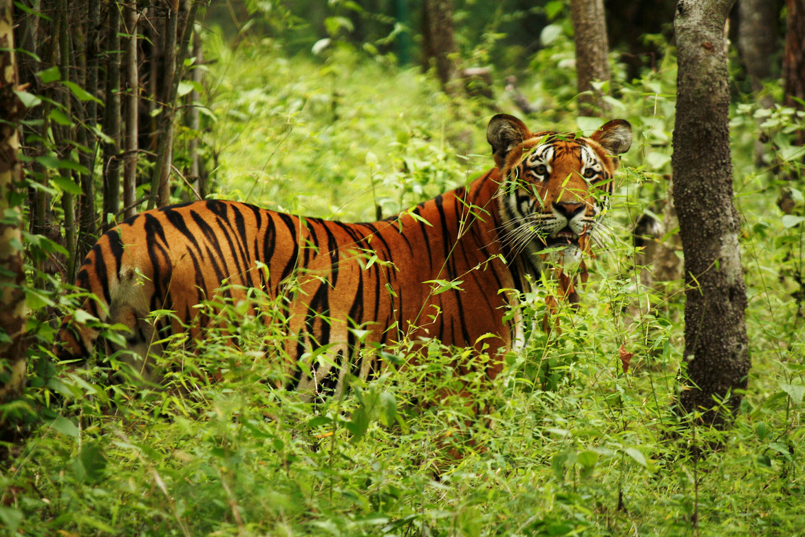 Chitwan - 4 hours Private Tour Package | Safari, Canoeing and Wildlife ...