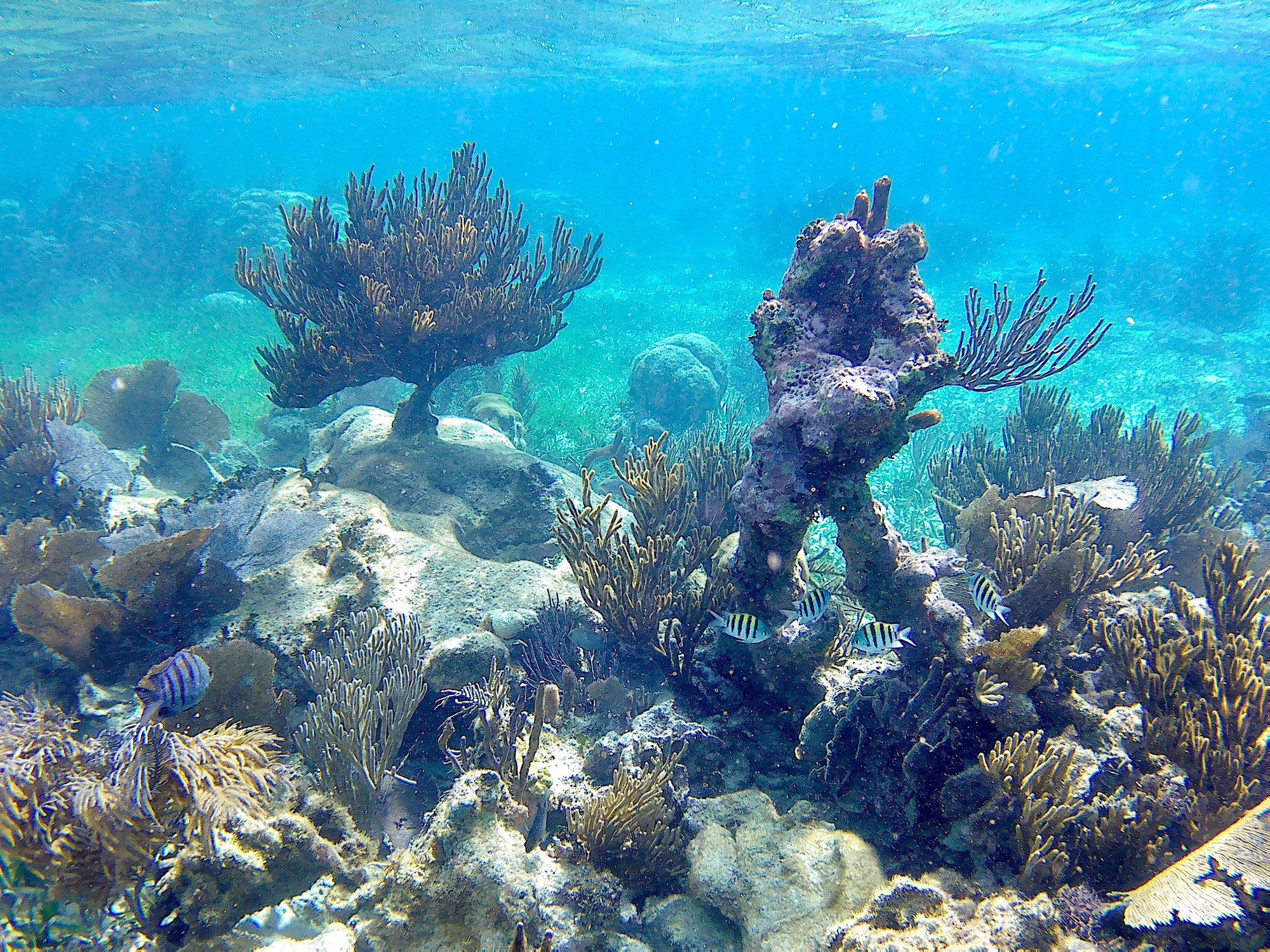 Mesoamerican Barrier Reef | Cancun Private Tours | Travel Curious