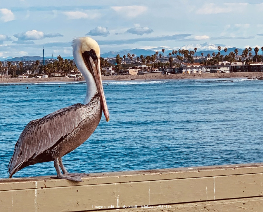 Ocean Beach, San Diego