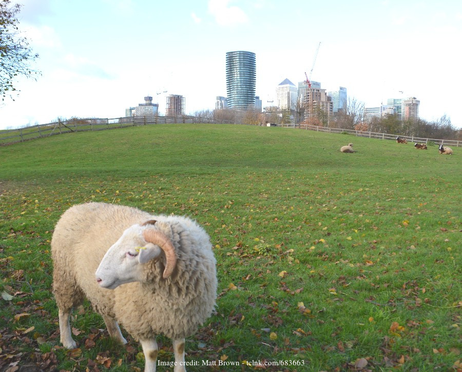 Mudchute Park and Farm | London Private Tours | Travel Curious