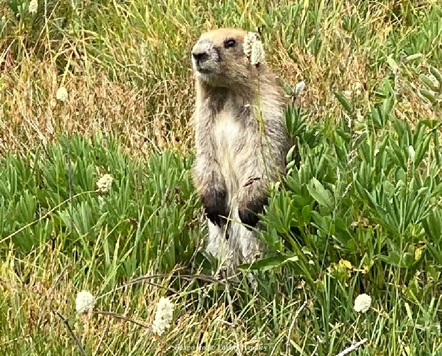 Marmots, Seattle