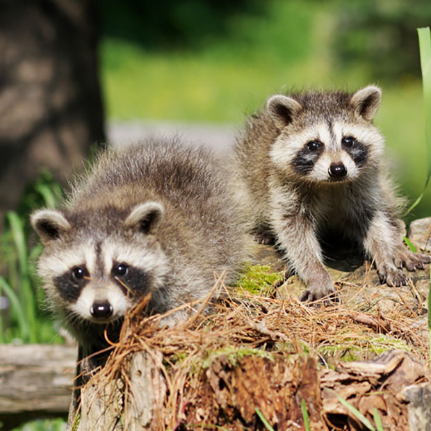 Parc Oméga - Tourisme Outaouais - Tourisme Outaouais