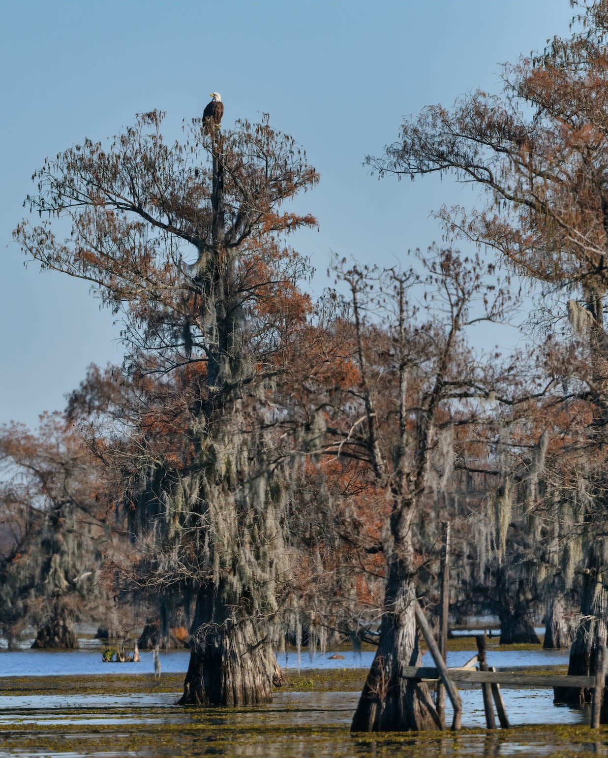 About - Caddo Lake Bayou Tours