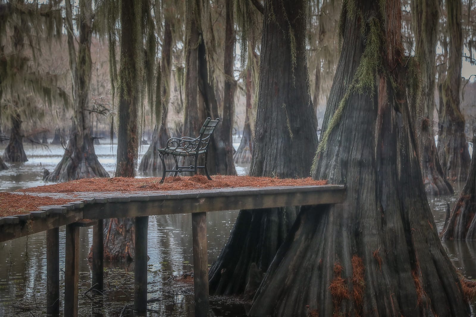 Photo Gallery - Caddo Lake Bayou Tours