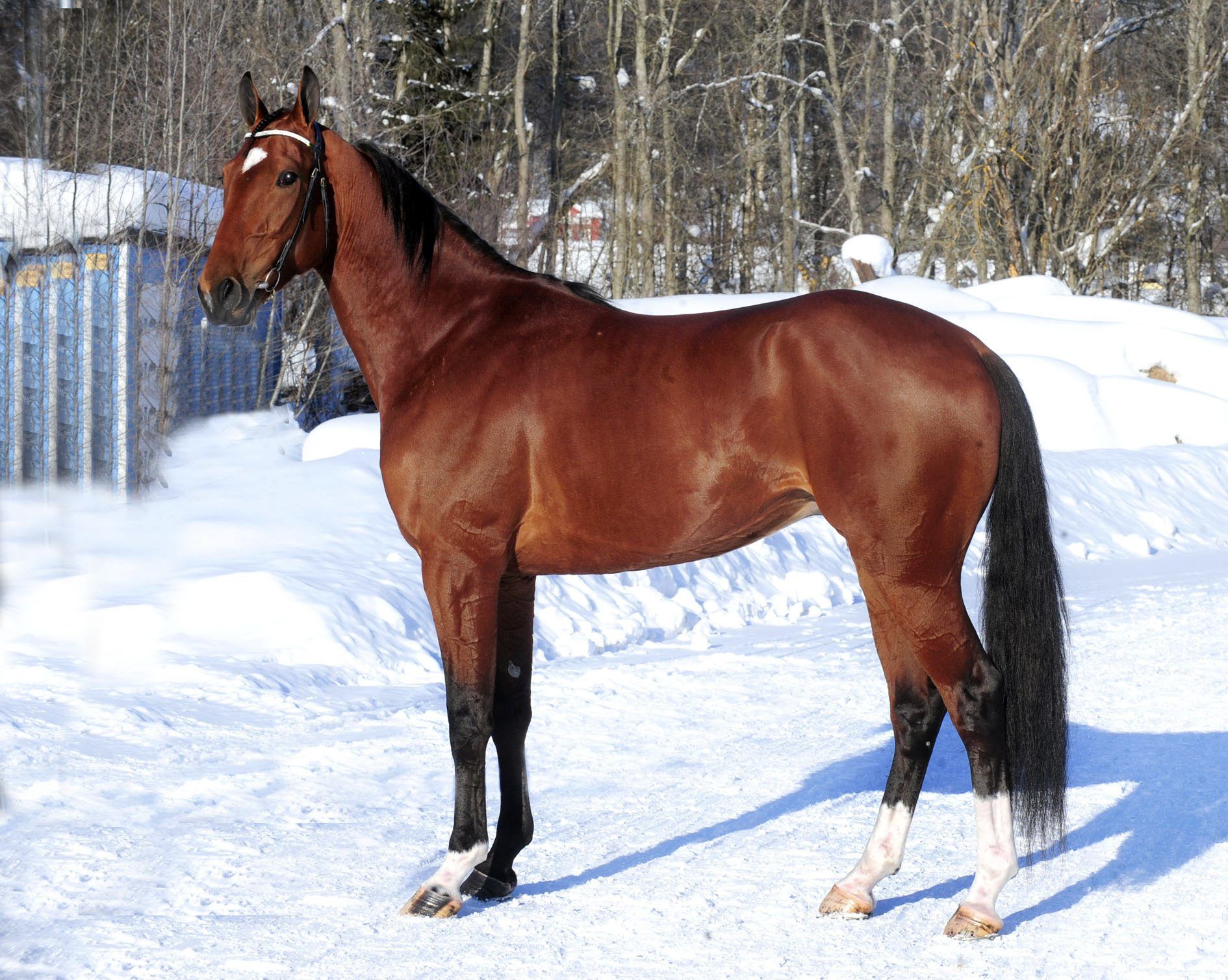 Sinou Madrik - Förärvning som far - Breedly