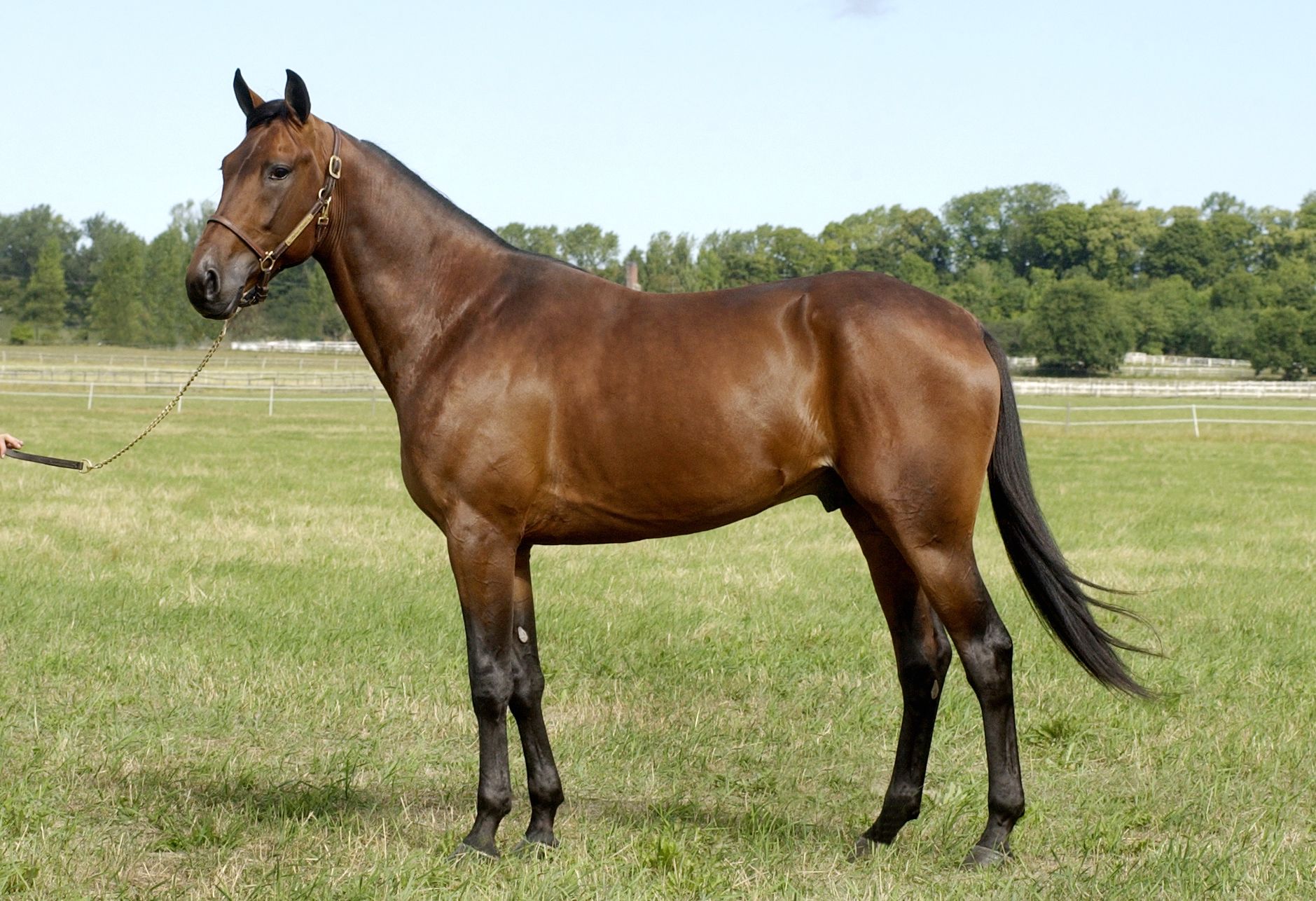 Calvin Capar – Breedly