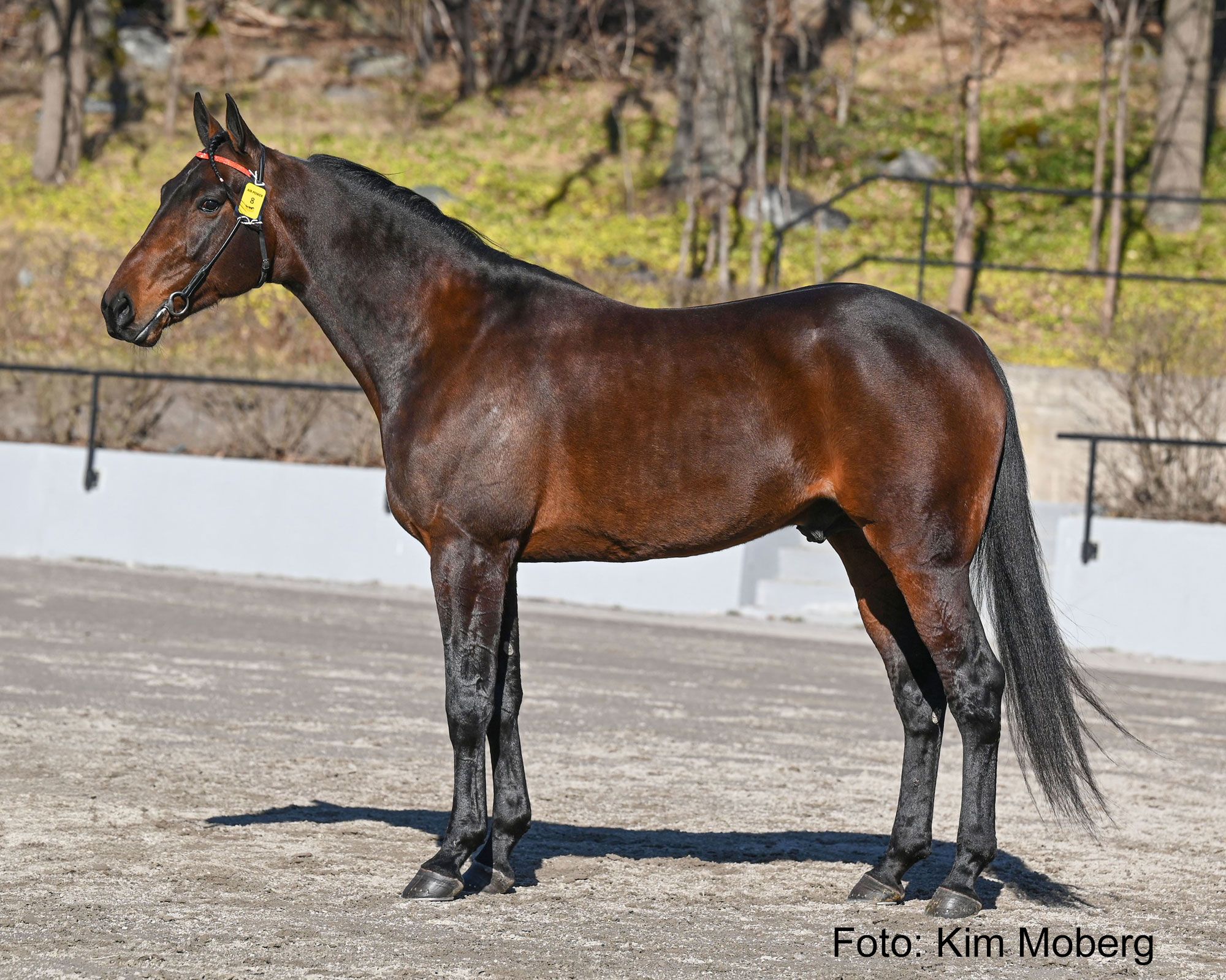 Air Power – Breedly