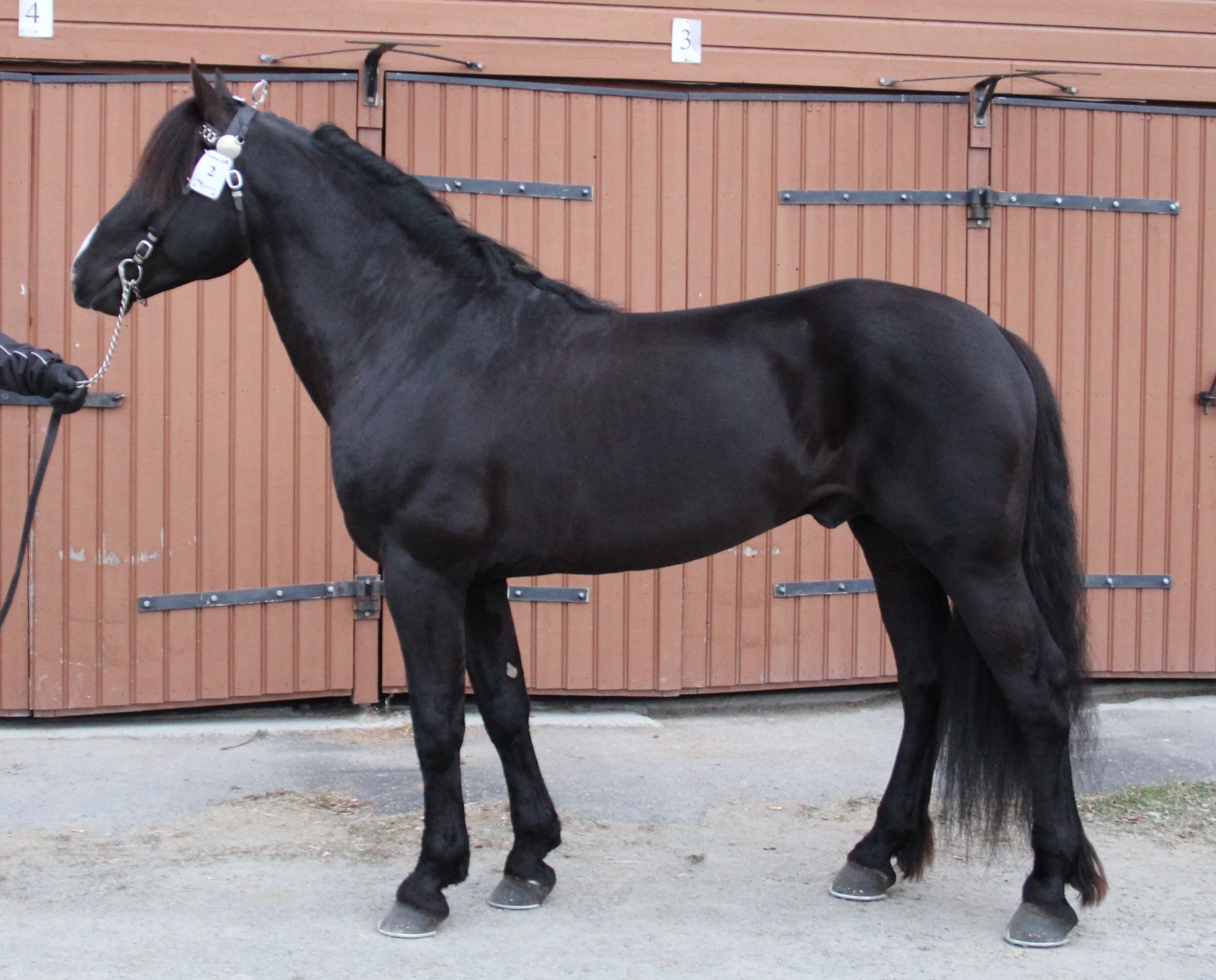 Alsaker Piril - Breedly