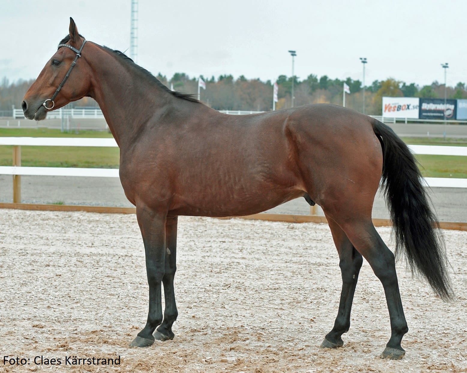 Amour Rapide – Breedly