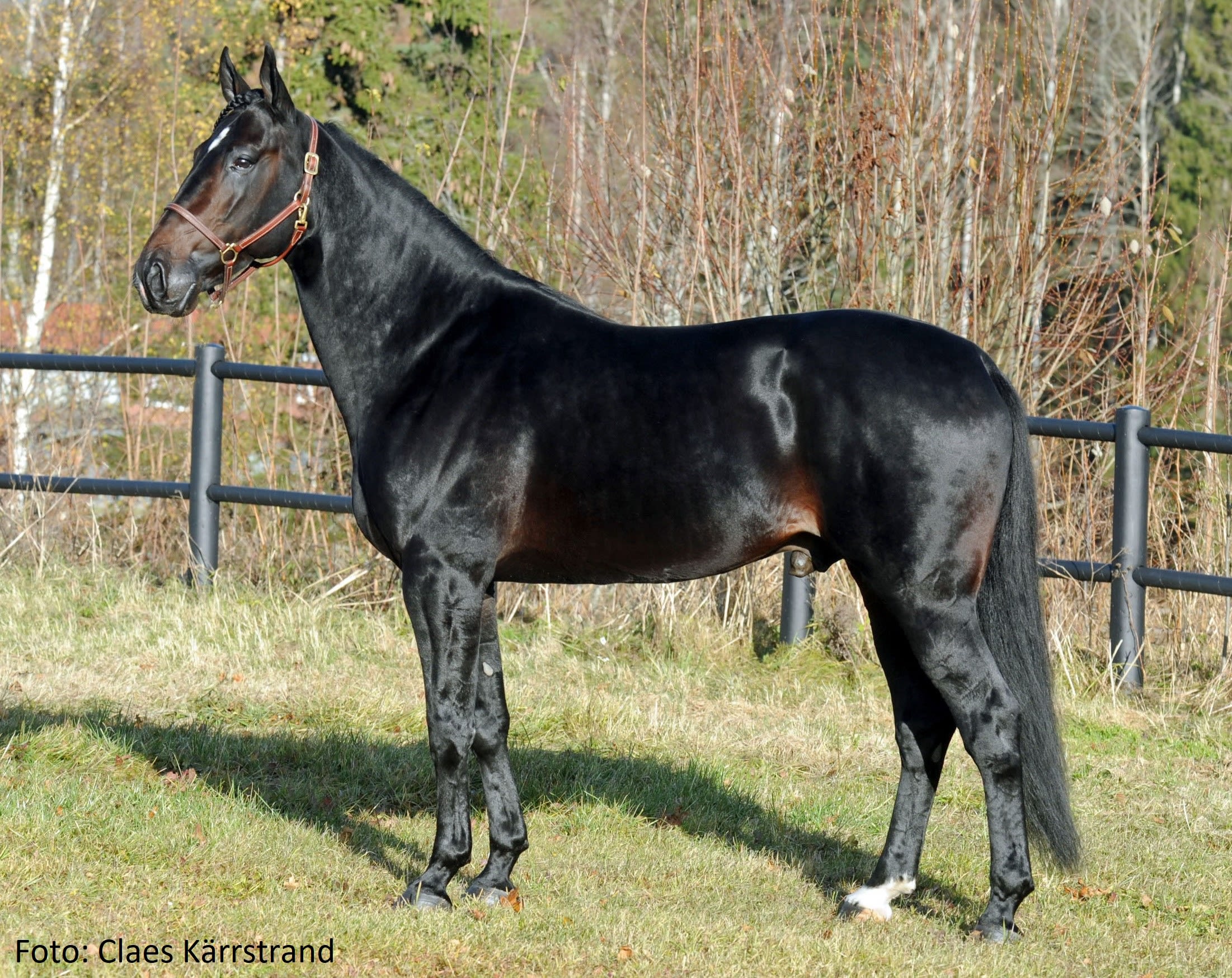 Andover Andover - Breedly