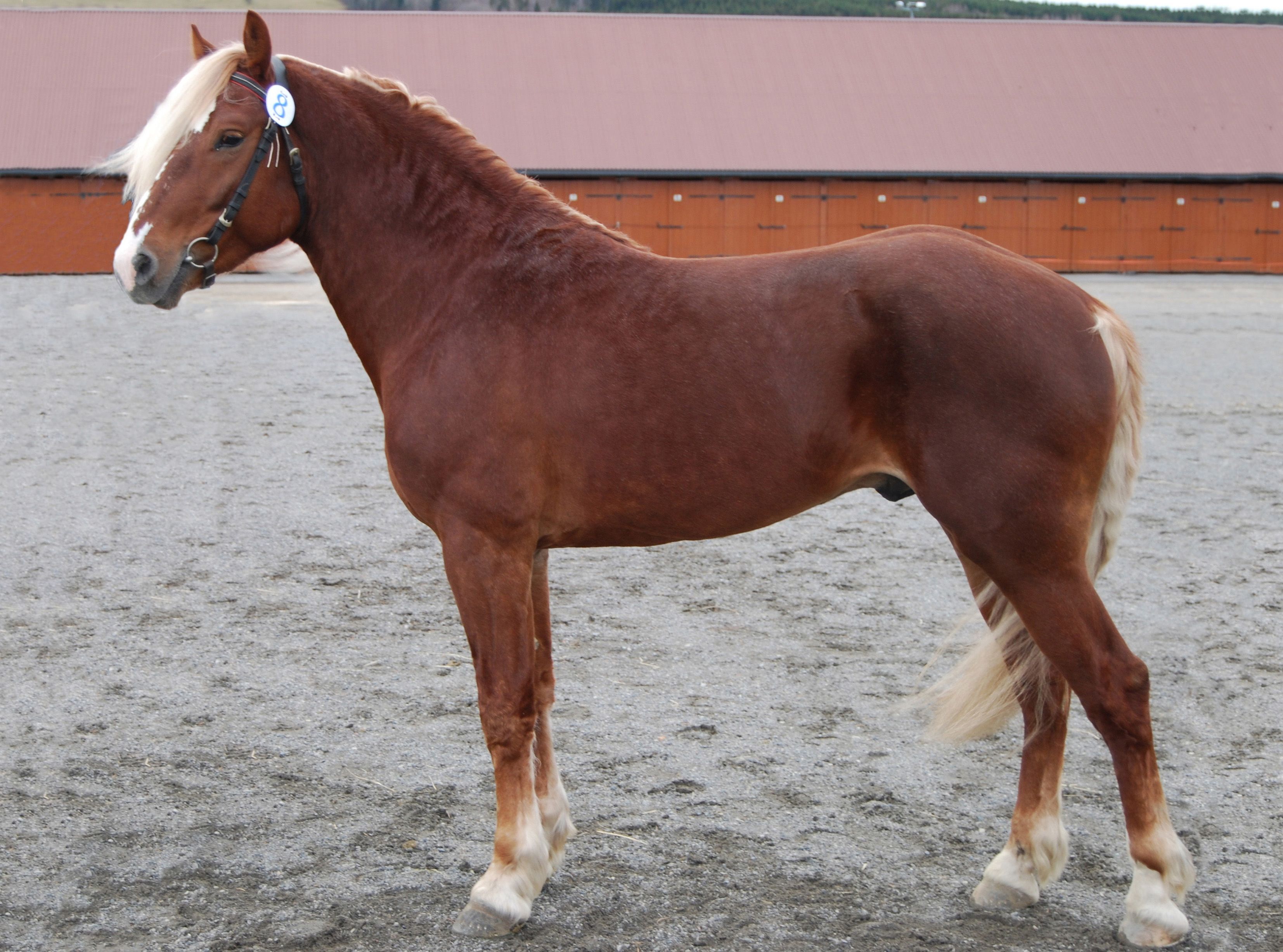 Briskeby Philip - Breedly