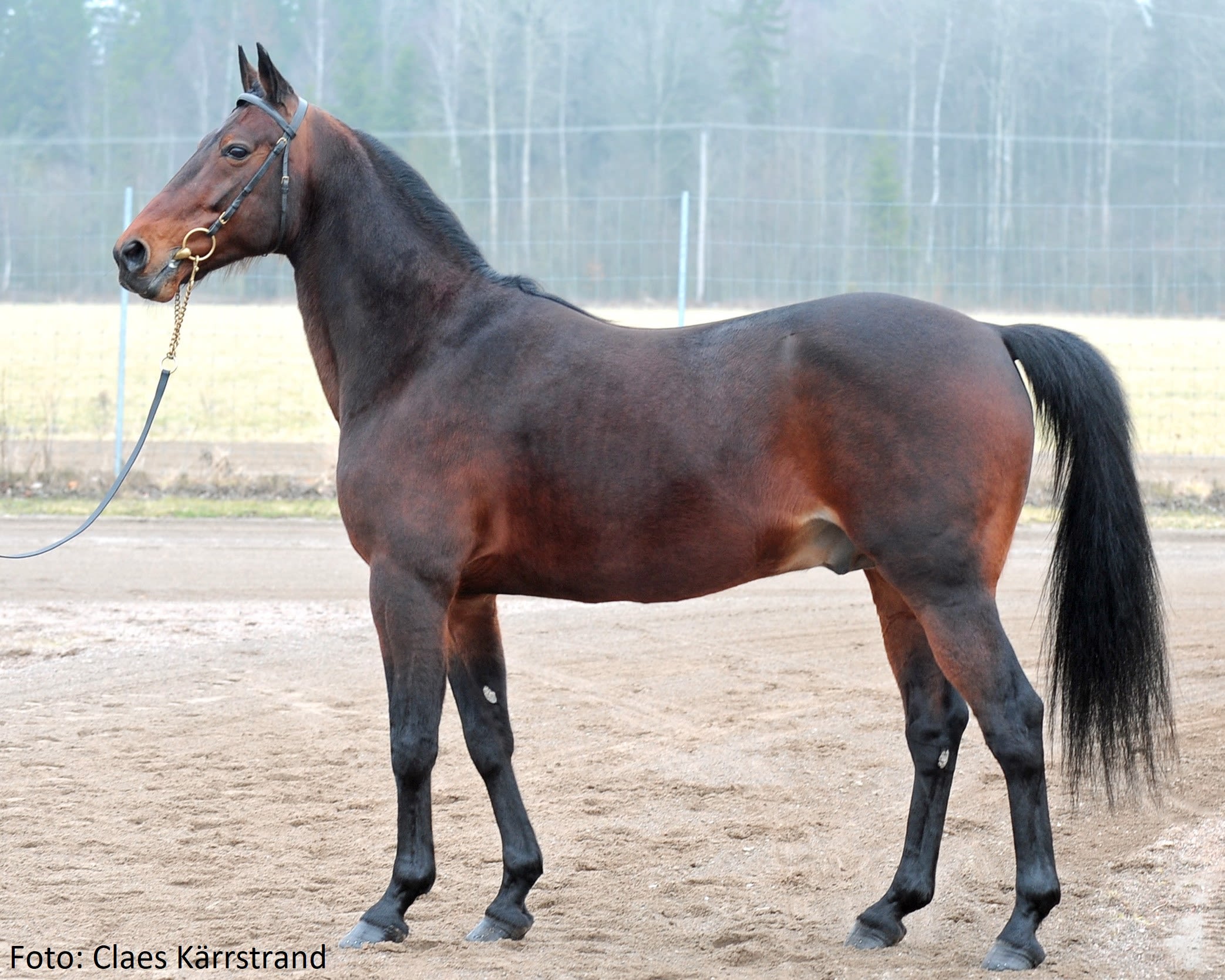 Classic Photo - Breedly